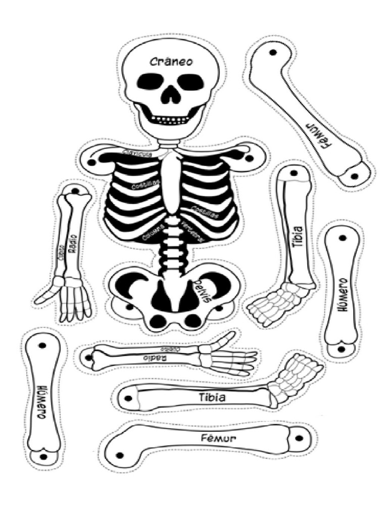 esqueleto humano completo | PDF