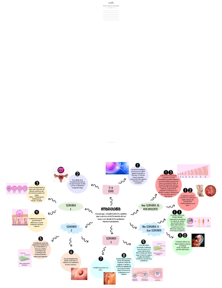Docsity Mapa Mental de Embriologia | PDF