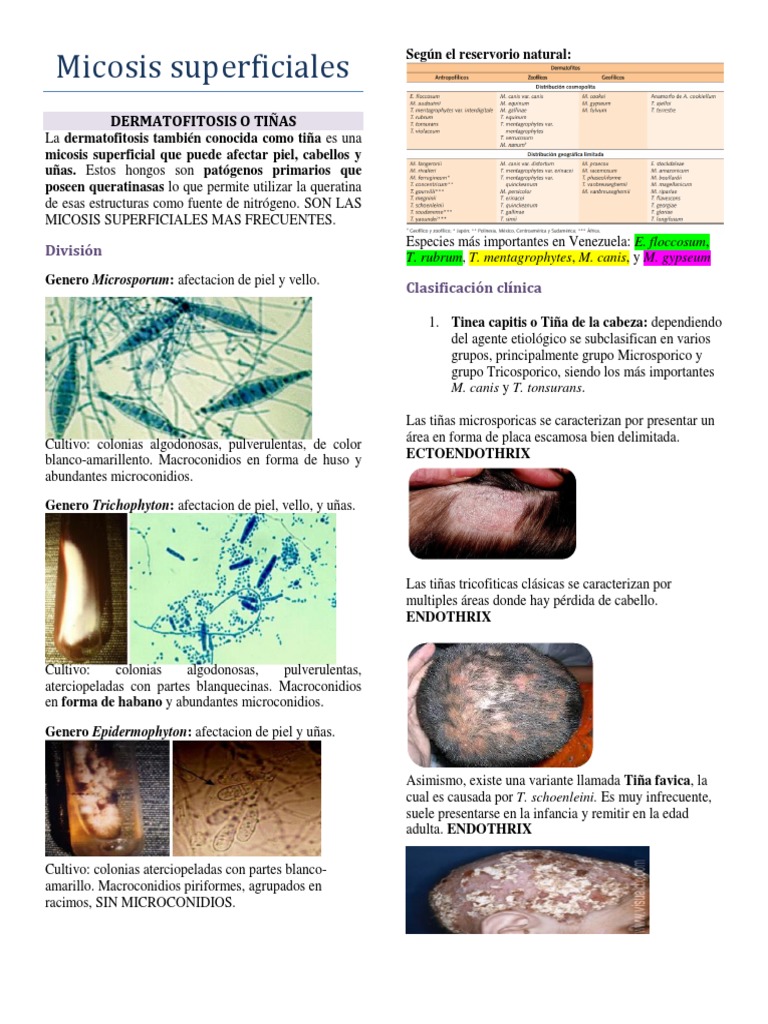 Bloque 2 - Parte - I - Micosis - Superficiales, - Subcutaneas - y ...