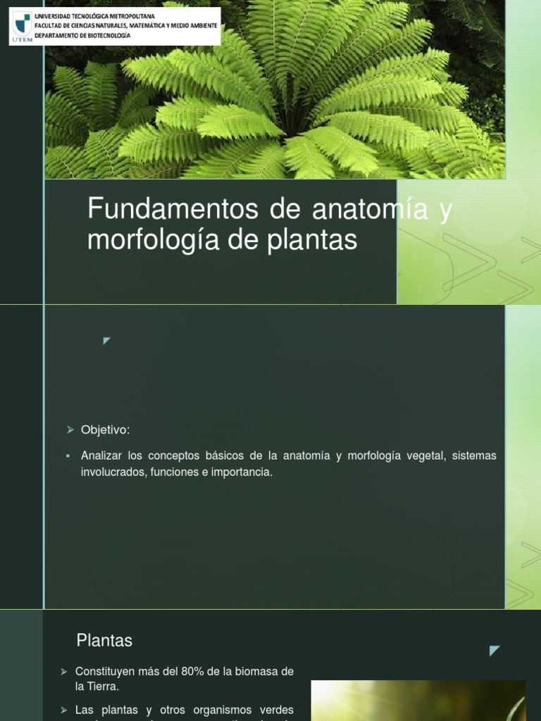 01 2023 Anatomía Tejidos Crecimiento | PDF | Raíz | Tallo de la planta