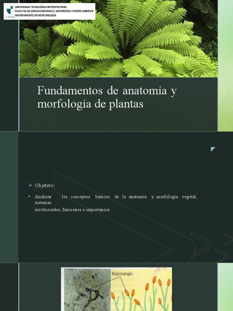 Anatomía y Morfología de Plantas 2022 | PDF | Salud y bienestar ...