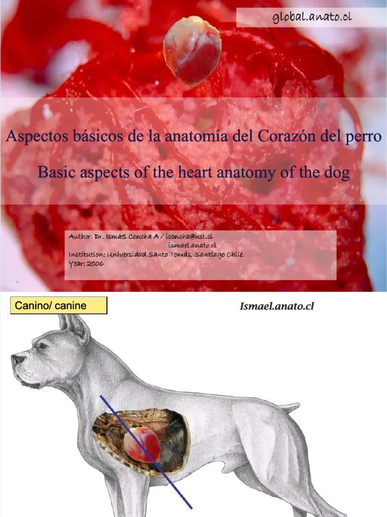 PDF Corazon de Perro DL | PDF | Ventrículo (corazón) | Fisiología