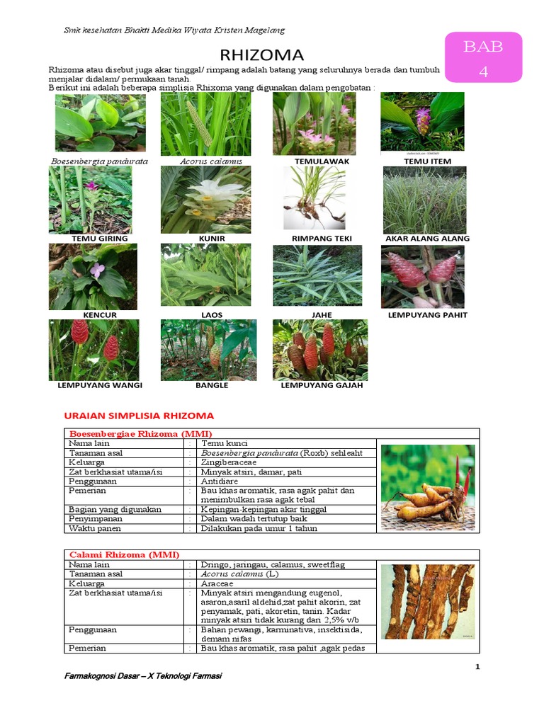 X BAB 4 RHIZOMA | PDF