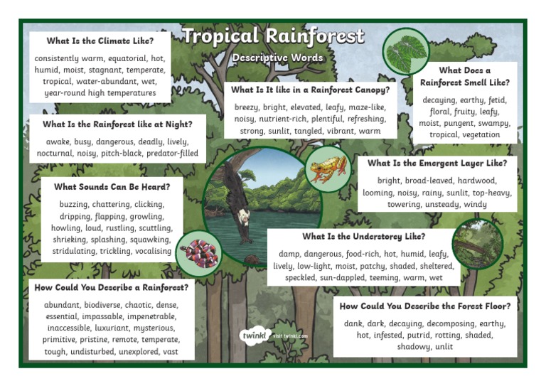 Rainforest | PDF | Rainforest | Habitat