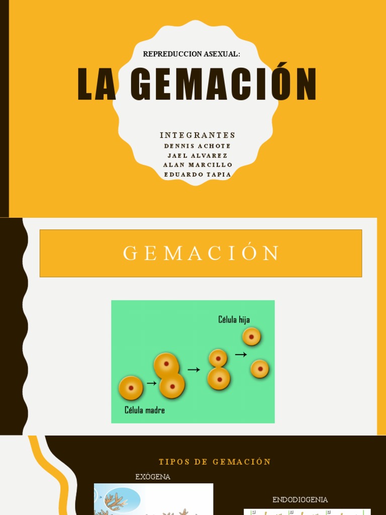 Tipos de Gemación en Reproducción Asexual | PDF | Ciencia y matemáticas