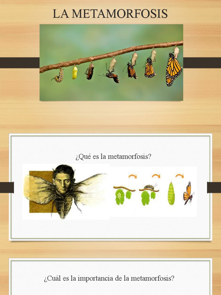 Tipos y Importancia de la Metamorfosis | PDF