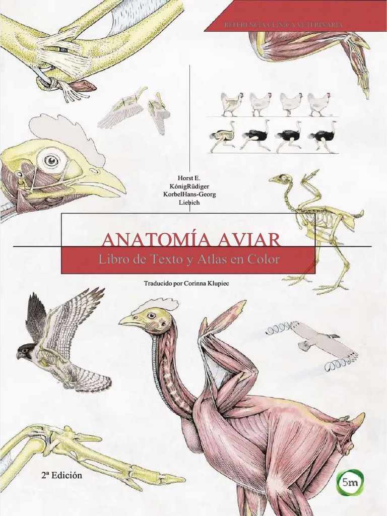 Anatomia Aviar | PDF