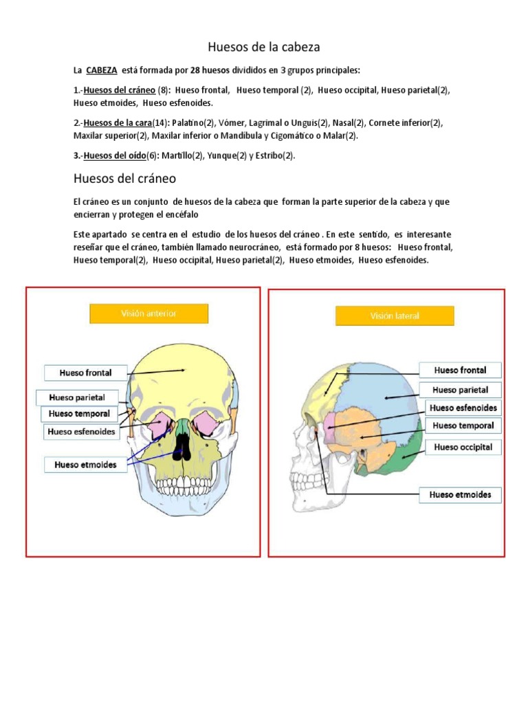 Huesos de La Cabeza | PDF | Cráneo | Anatomía
