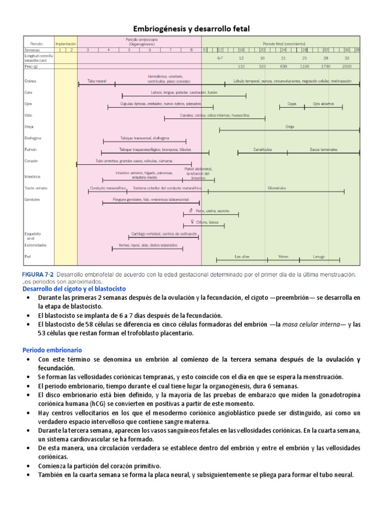Embriogénesis y Desarrollo Fetal | PDF | Glándula pituitaria | Feto