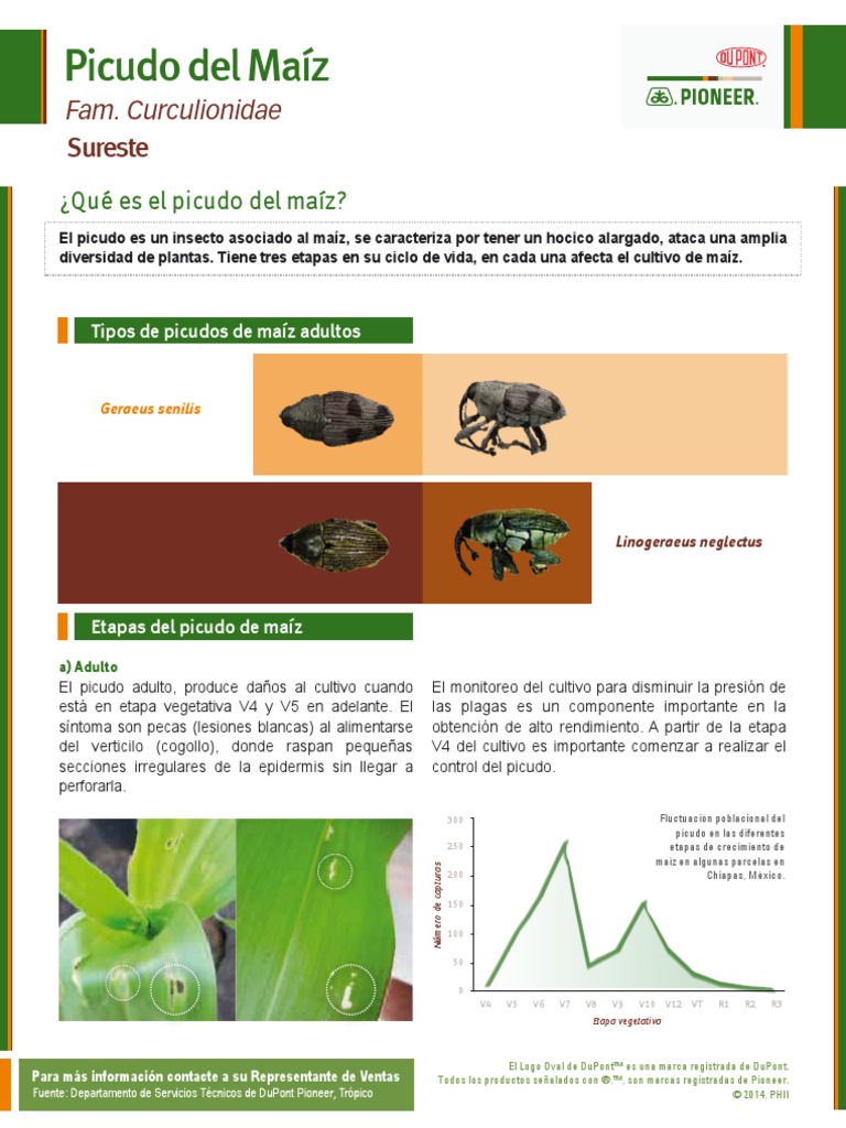 Picudo Maiz 2014 | PDF | Maíz | Insectos
