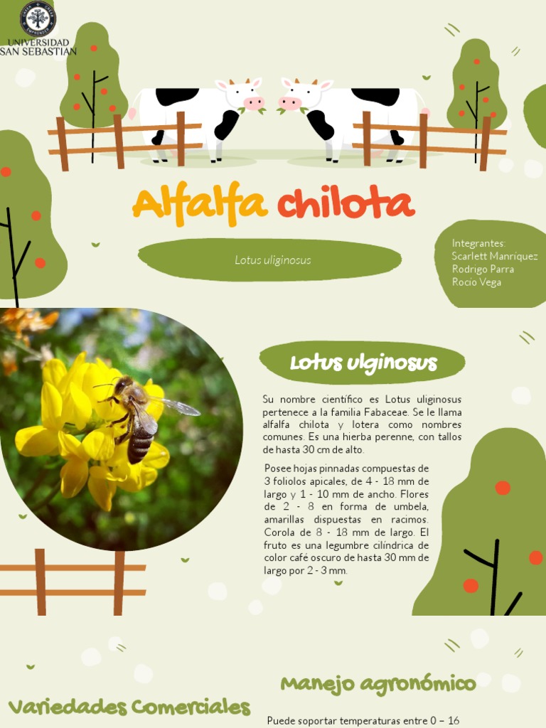 Alfalfa Chilota: Lotus uliginosus y su Uso | PDF