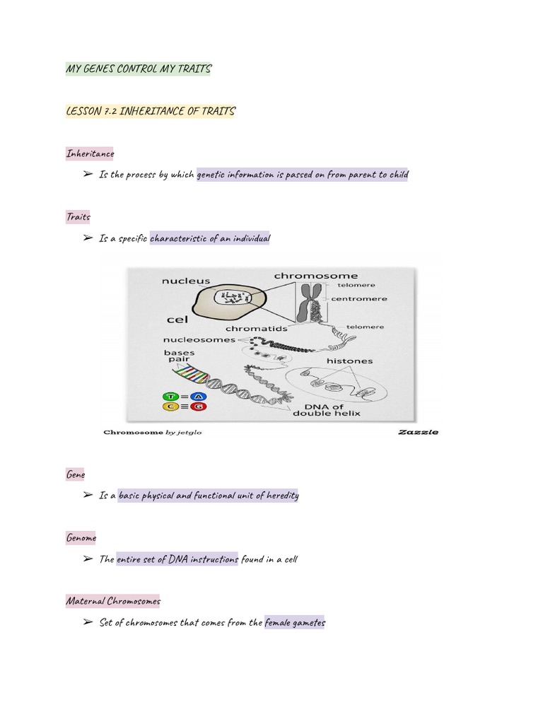 My Genes Control My Traits | PDF | Genotype | Allele