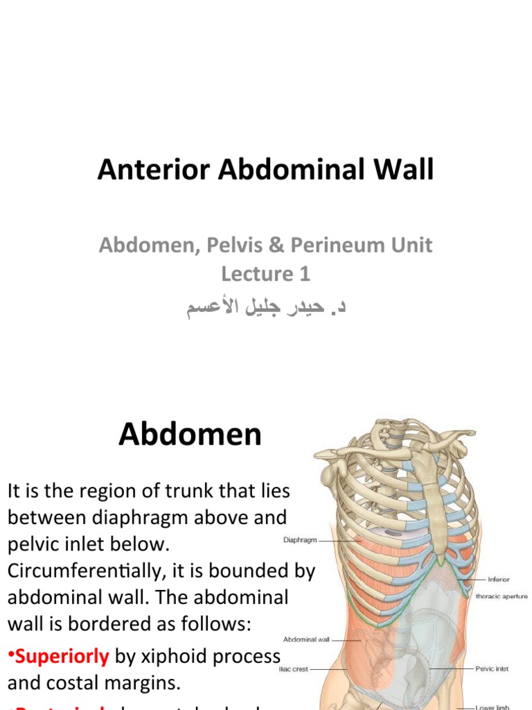 Abdo Pelvis - Lecture 01 - Anterior Abdominal Wall | PDF | Abdomen ...