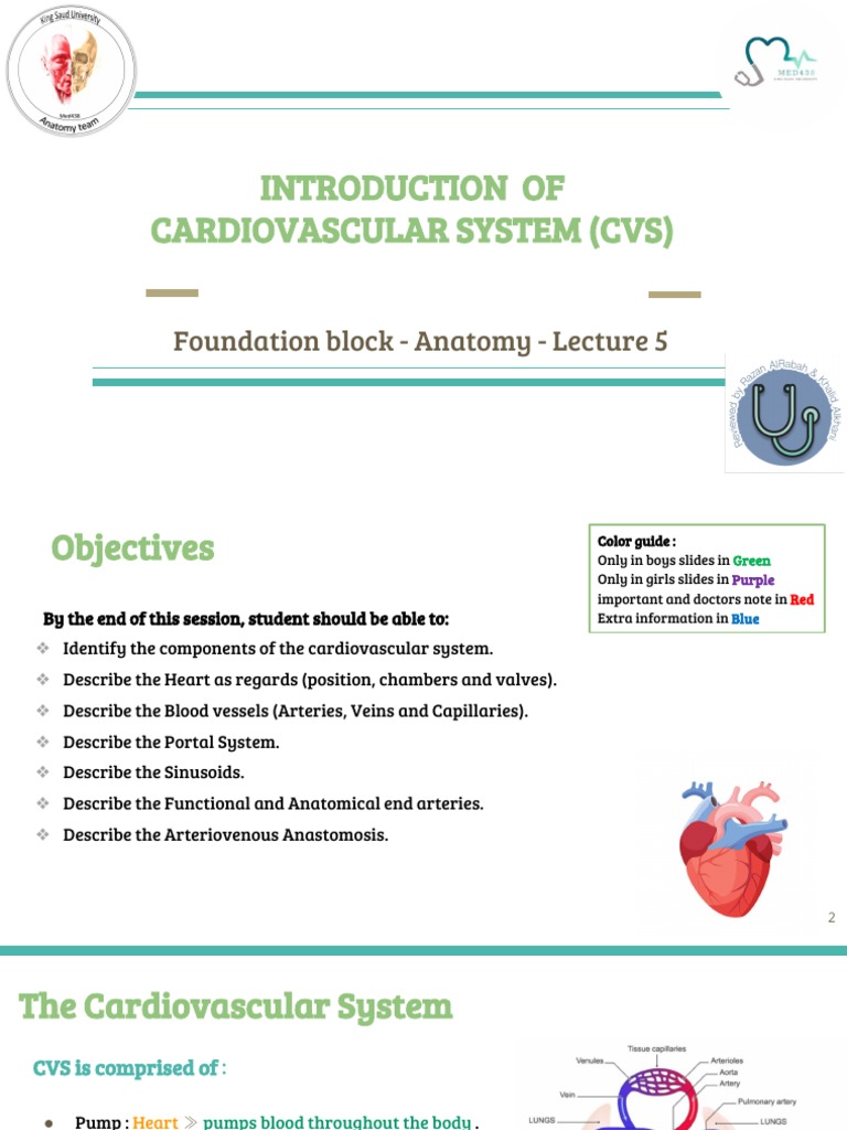 Lecture (5) INTRODUCTION OF CARDIOVASCULAR SYSTEM (CVS) | PDF