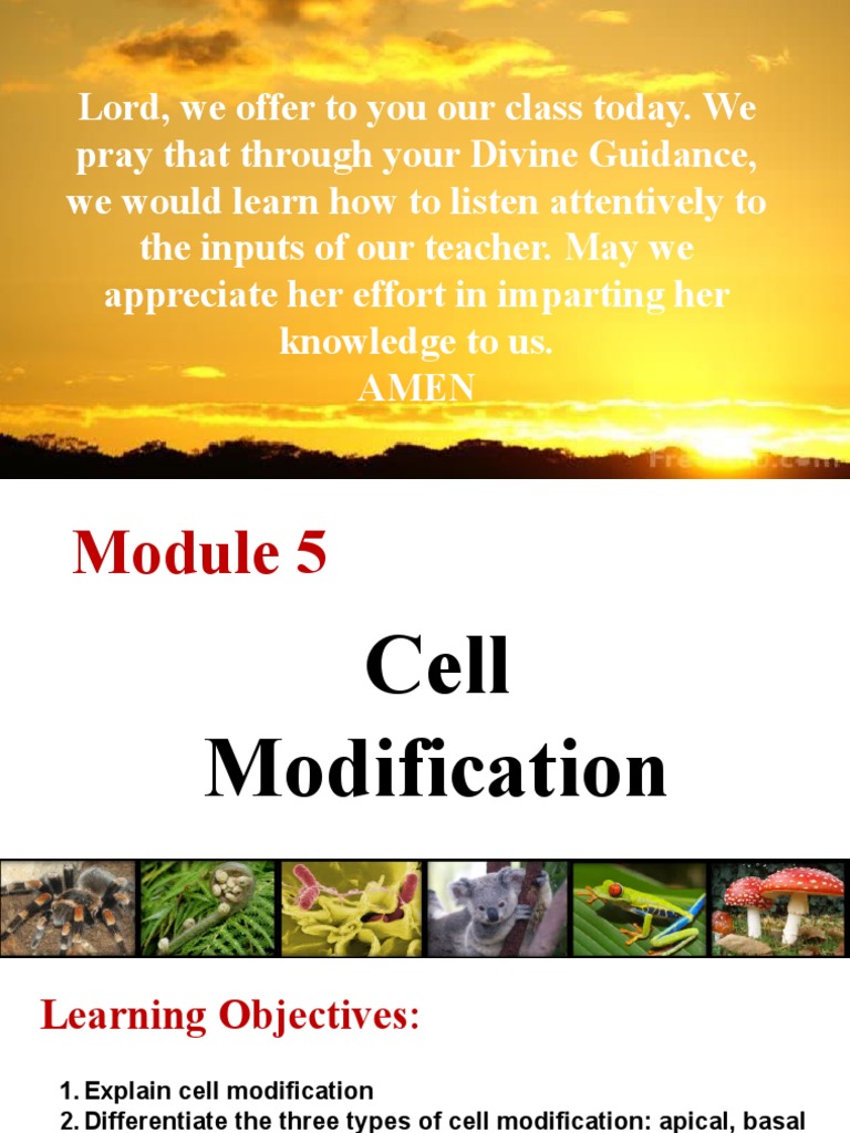 Cell Modification | PDF | Epithelium | Cell (Biology)