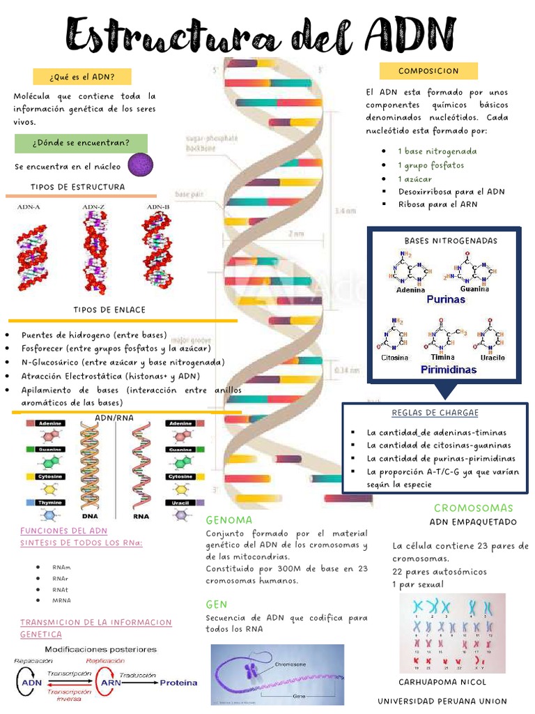 ORGANIZADOR | PDF | Adn | Rna