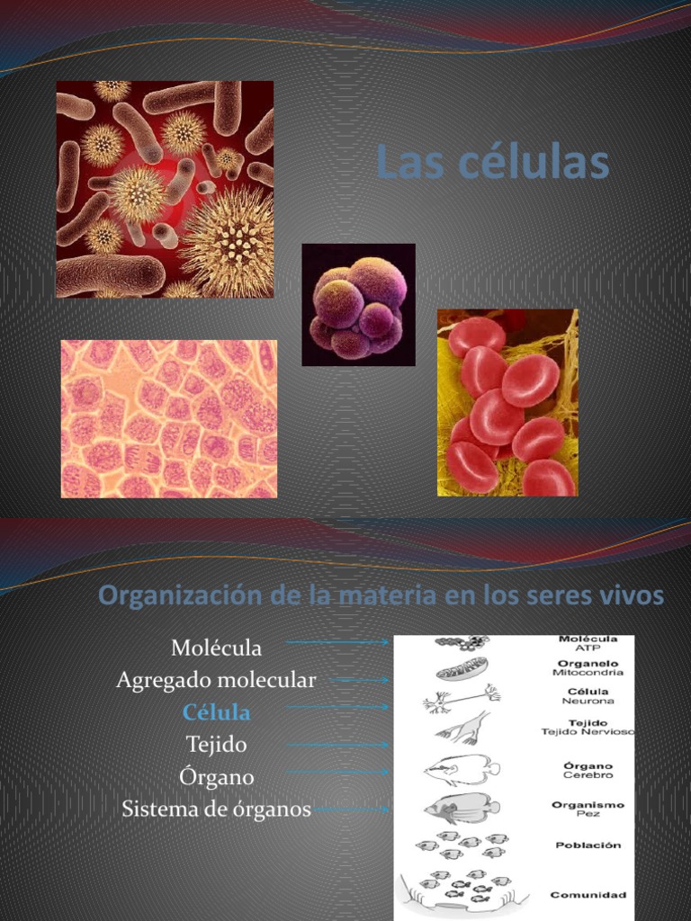 Celula - PPT General | PDF | Citoplasma | Biología Celular)