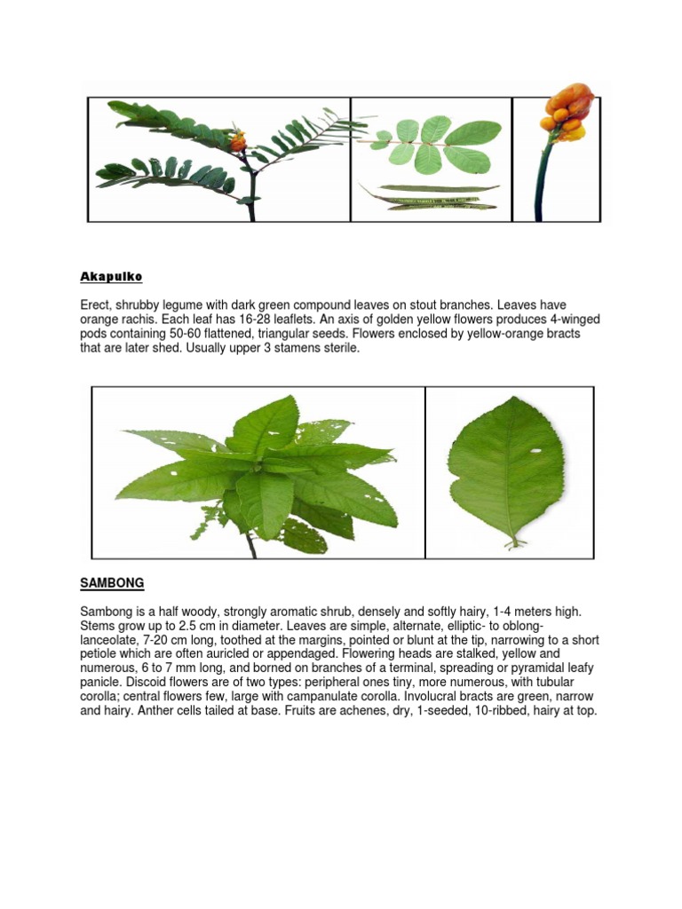 Akapulko: Uses and Benefits in Herbal Medicine | PDF | Flowers | Fruit