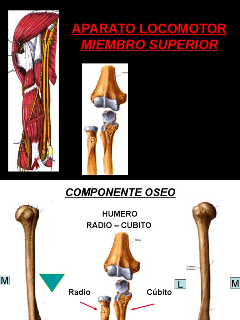Brazo Y Codo Pdf Codo Extremidades Anatomía