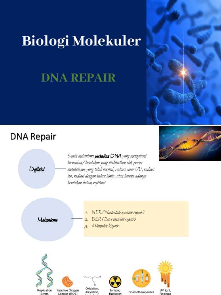 DNA Repair | PDF