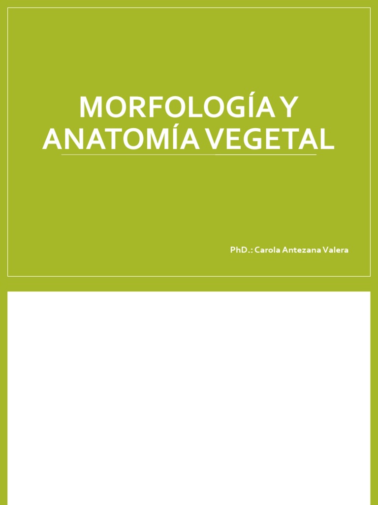 Morfología y Anatomía Vegetal - Introducción | PDF | Plantas | Biología ...