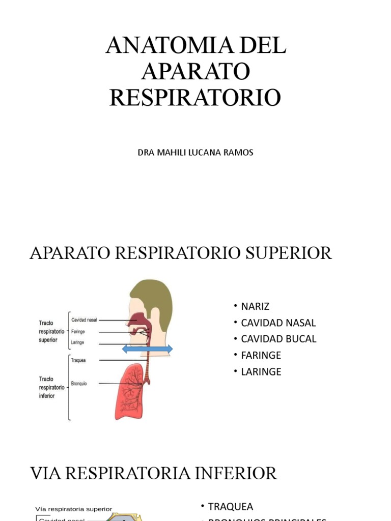 ANATOMIA DEL APARATO RESPIRATORIO 2 | PDF | Sistema linfático | Pulmón