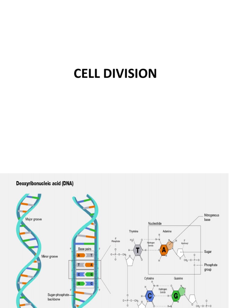 4 Cell Division | PDF | Meiosis | Mitosis