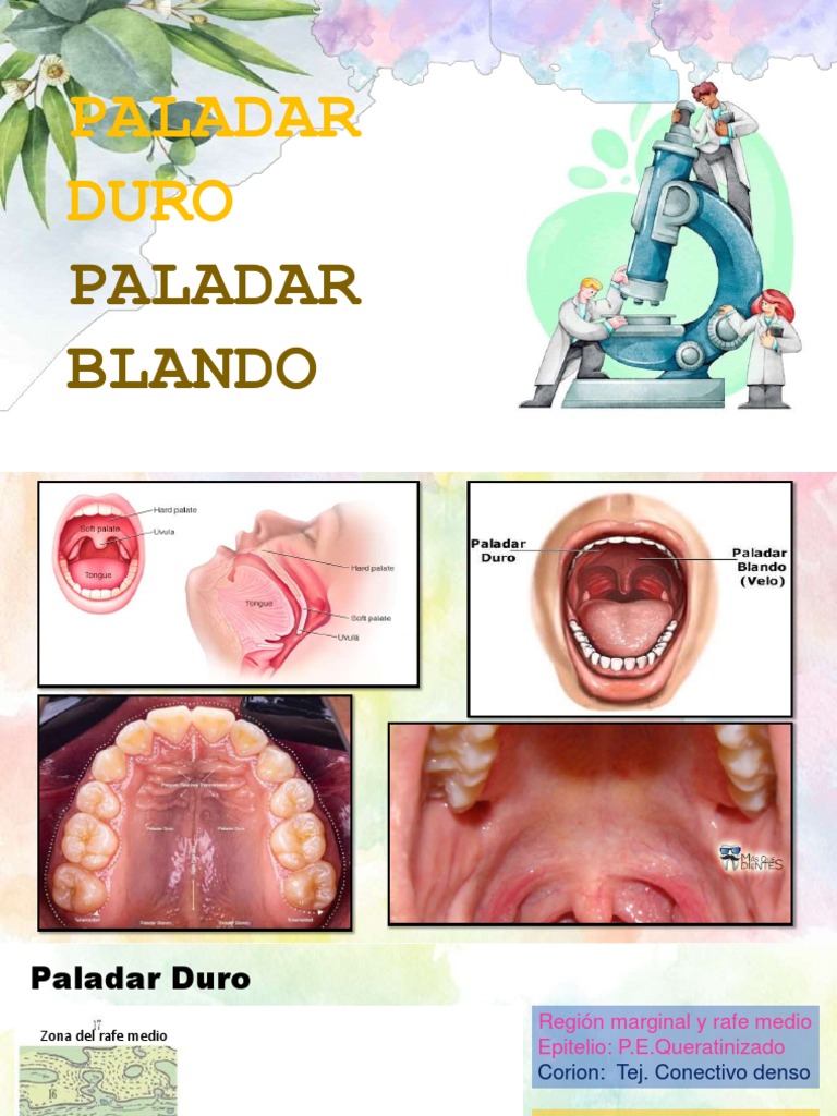 Paladar Duro y Blando | PDF