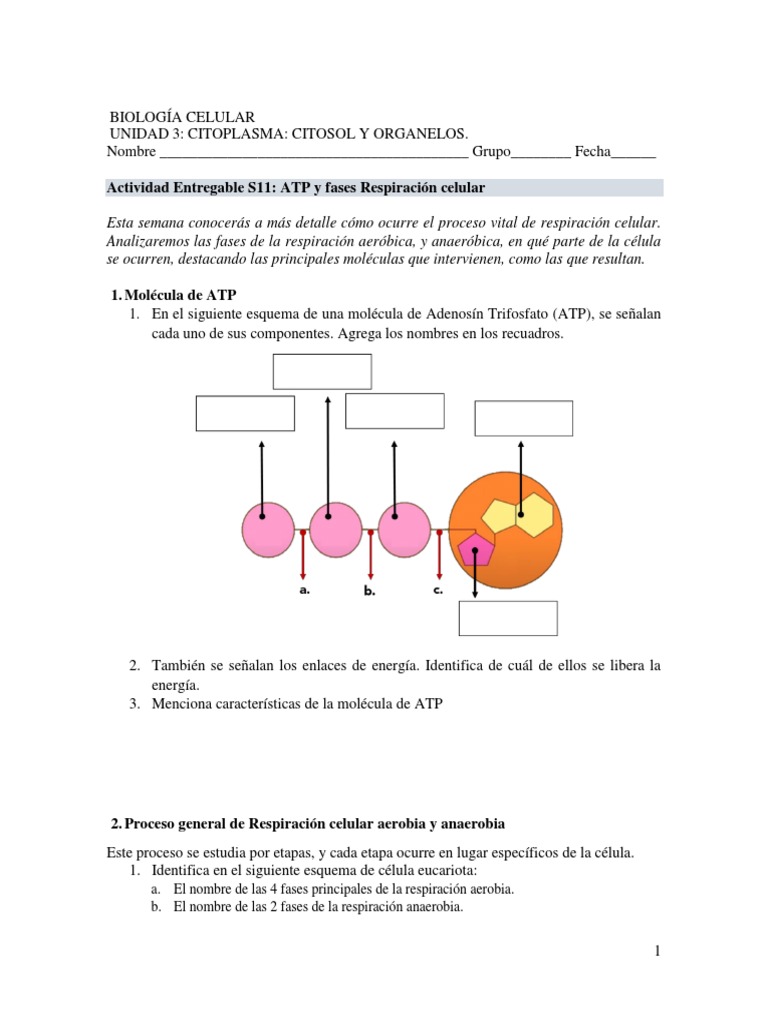 Etapas De La Respiración Celular Y Localización