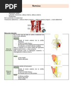 Anatomía de la Región Inguinocrural | PDF | Abdomen | Anatomía