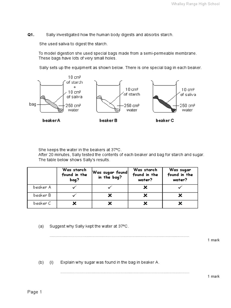 Starch Digestion Experiment with Saliva | PDF
