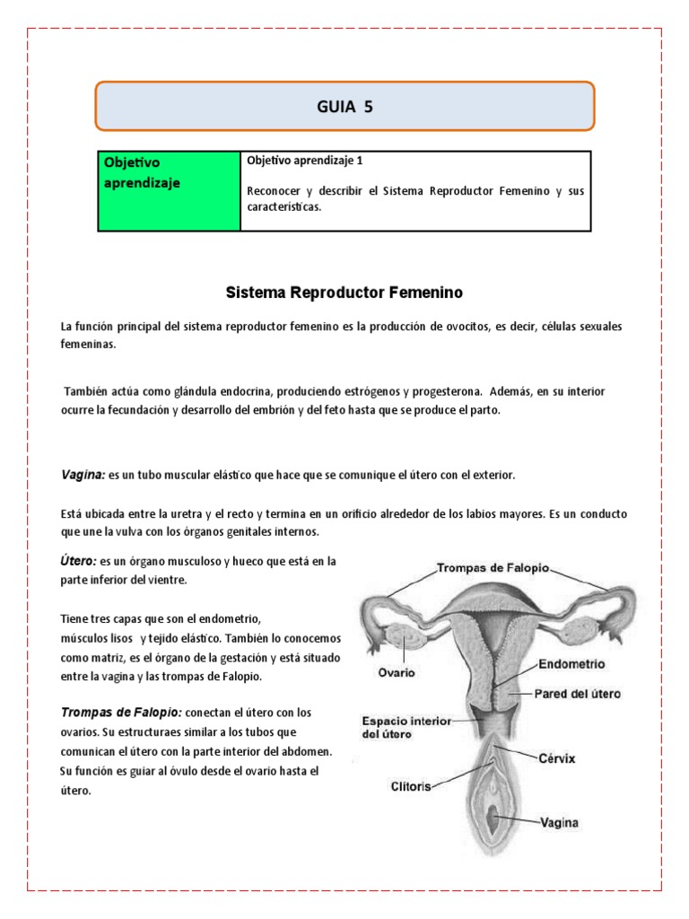 GUIA5 | PDF | Sistema reproductivo | Ovario