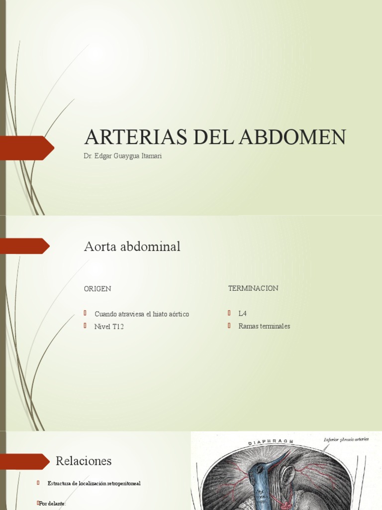 Aorta Abdominal | PDF | Abdomen | Angiología