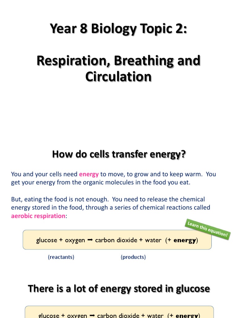 1 Respiration Summary Slides | PDF | Breathing | Respiratory System