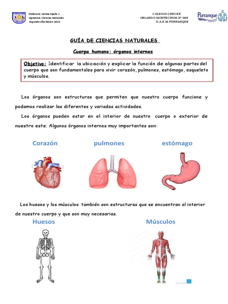 Segundo Basico Organos Principales | PDF