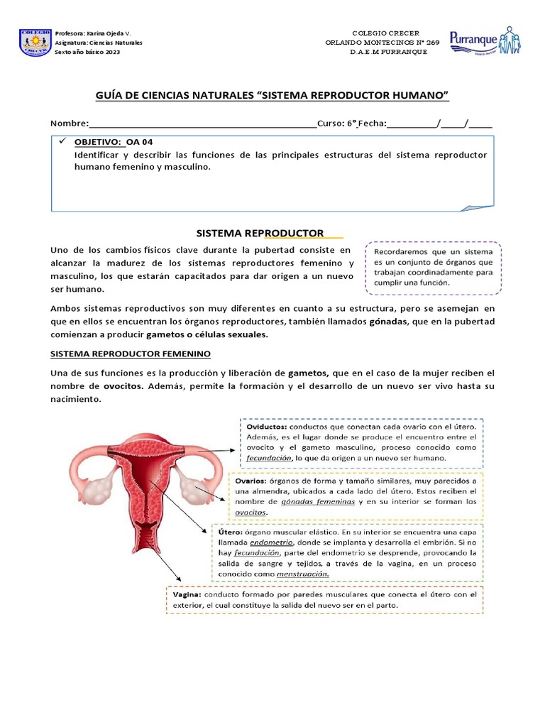 6° Año Básico Guia Sistema Reproductor | PDF | Ciencias sociales ...