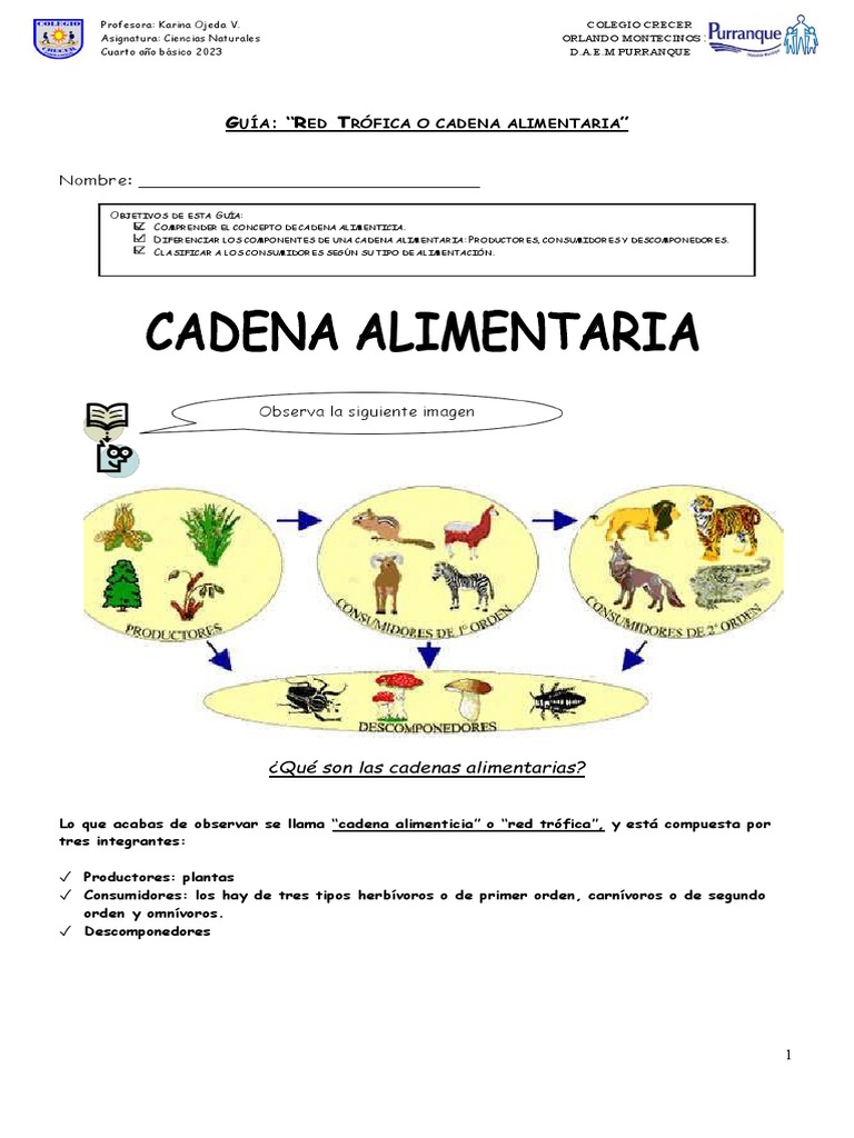 GUIA CADENA ALIMENTARIA 02 DE JUNIO 4TO BÁSICO | PDF | Red alimentaria ...