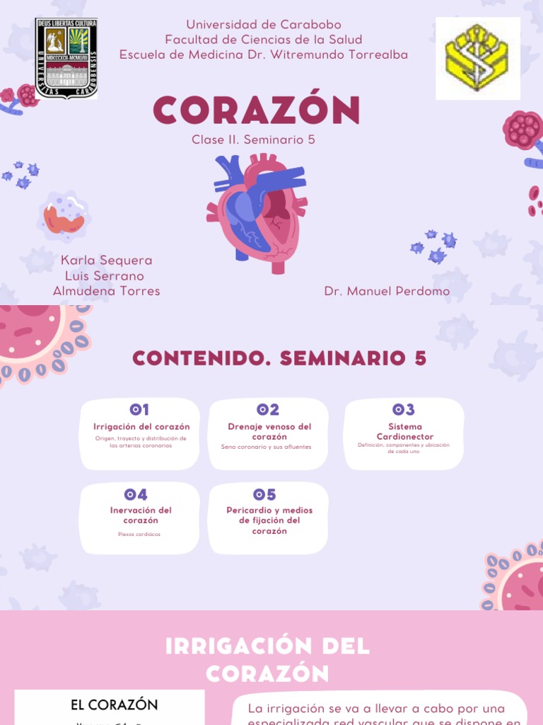 Irrigacion, Inervacion, Drenaje Venoso, Sistema Cardionector y ...