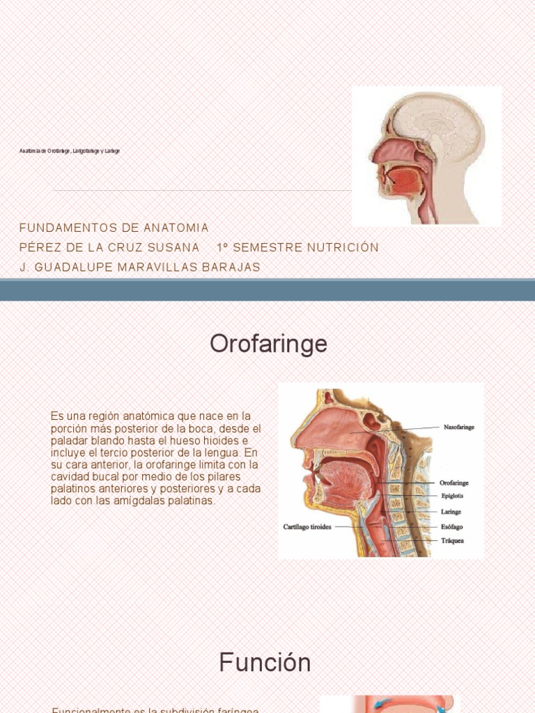 Anatomía de la Orofaringe y Laringofaringe | PDF | Esófago | Laringe