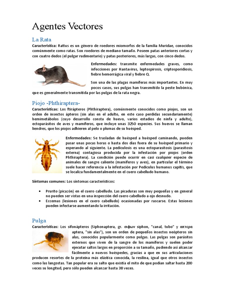 Caracteristicas de Enfermedades Que Transmite La Rata Piojo Pulga | PDF ...