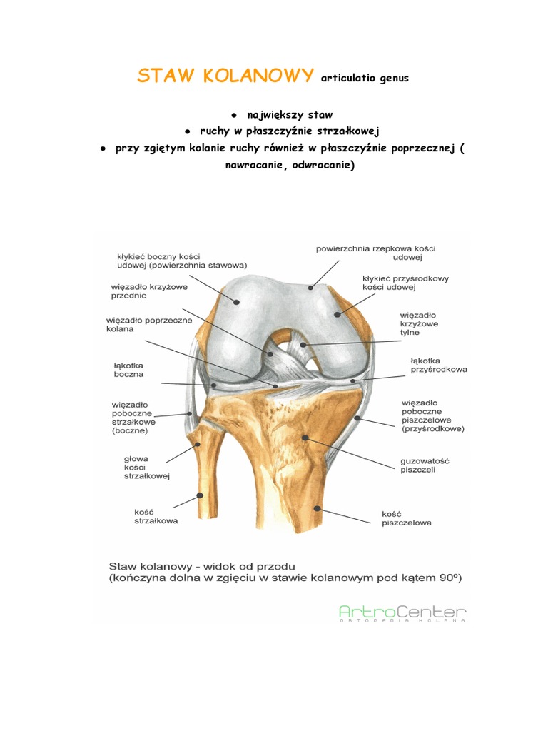 STAW KOLANOWY Articulatio Genus | PDF