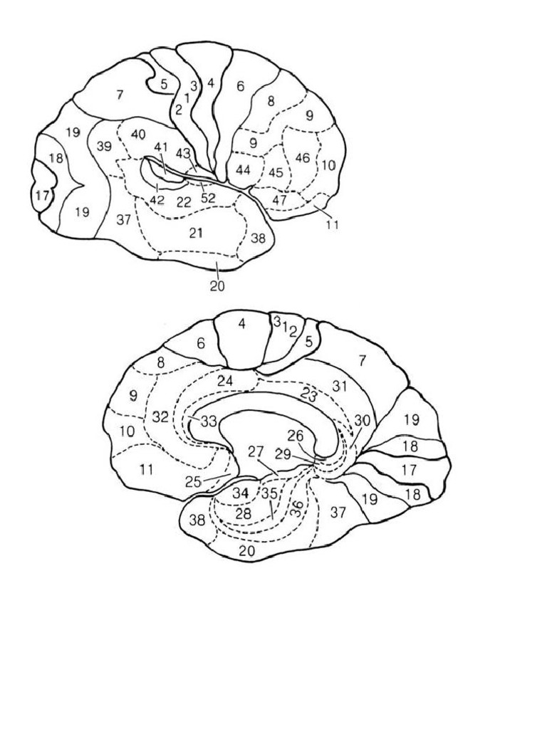 Areas de Brodman Dibujos | PDF
