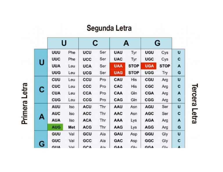 Codigo Genetico | PDF