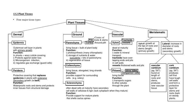 13D-13.2 Tissues Systems in Plants Flow Chart Summary | PDF | Plant ...