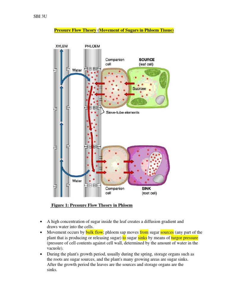 15C-Pressure Flow Theory | PDF | Wellness