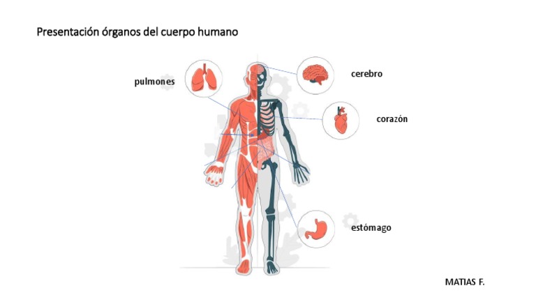 Presentacion Organos Cuerpo Humano 2 | PDF
