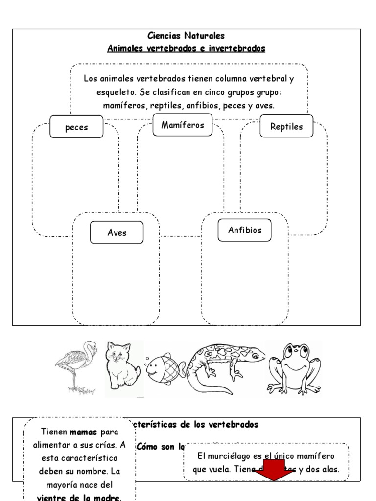 Ciencias Naturales Animales Vertebrados e Invertebrados | PDF