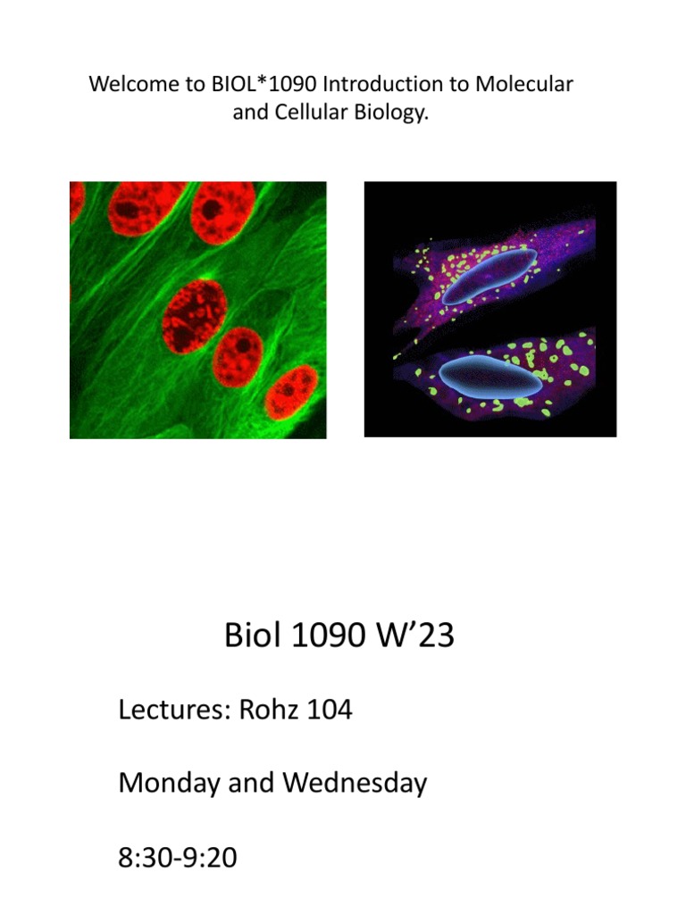 BIOL1090 W'23 Lecture 1-Mitosis | PDF | Mitosis | Ploidy