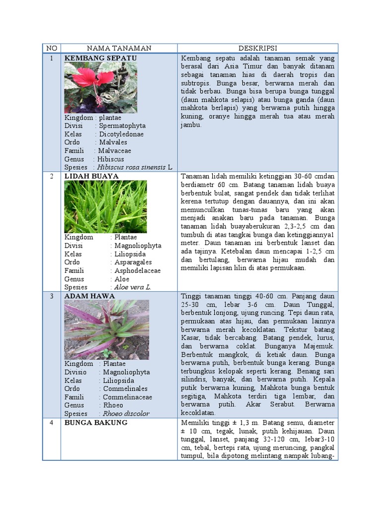 Laporan Tentang Klasifikasi Tanaman | PDF