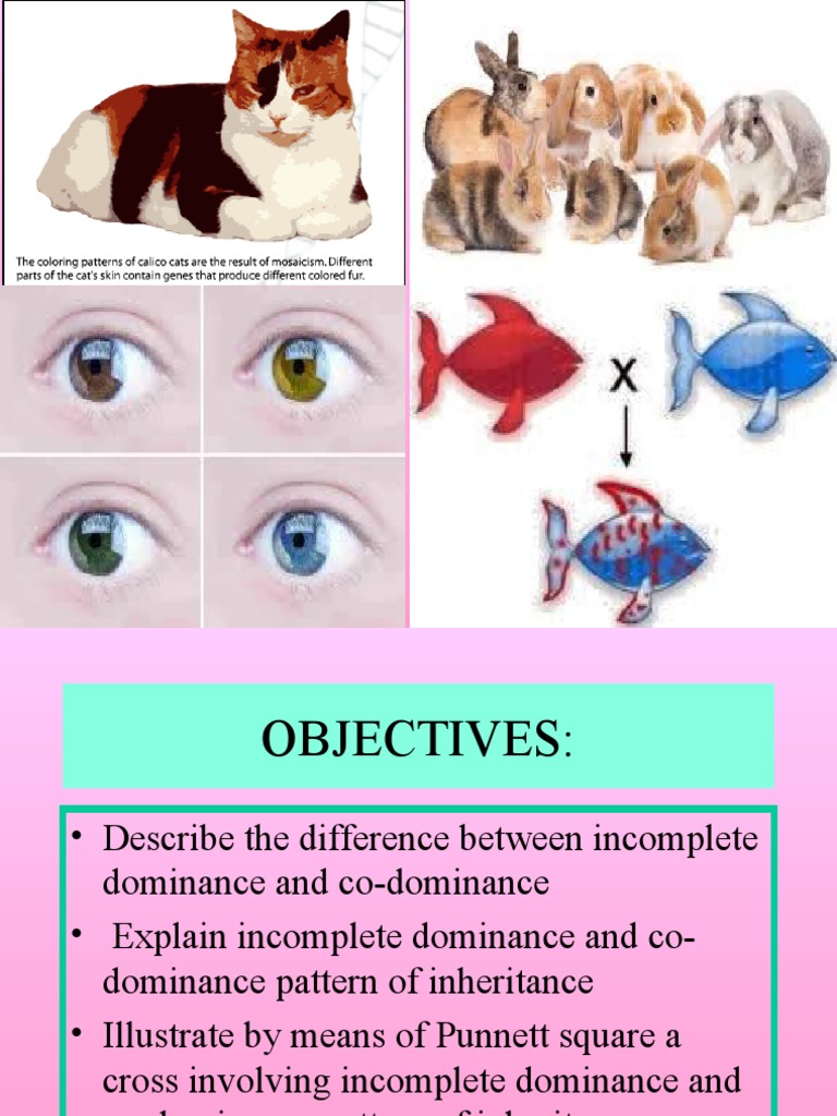 Incomplete and Co-Dominance PPT NARRA MOLAVE | PDF | Dominance (Genetics) | Genotype